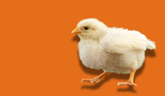 Education Center: Explore Activities, Quizzes, and Fun Animal Facts