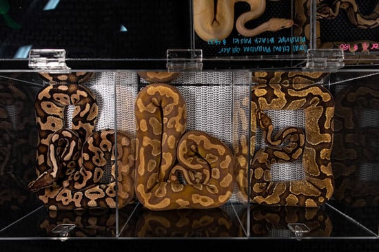 Investigations and Research | World Animal Protection