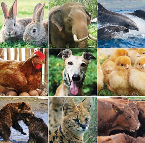 Investigations and Research | World Animal Protection