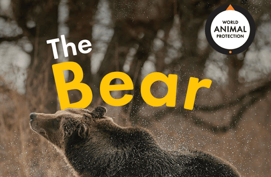 Bear Facts: Learn About These Intelligent Land Mammals