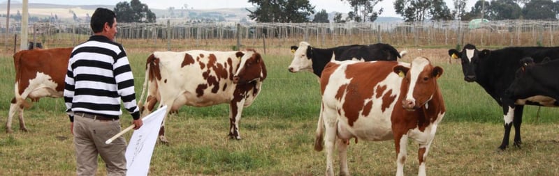Working at the cow wash: promoting positive experiences for farm animals