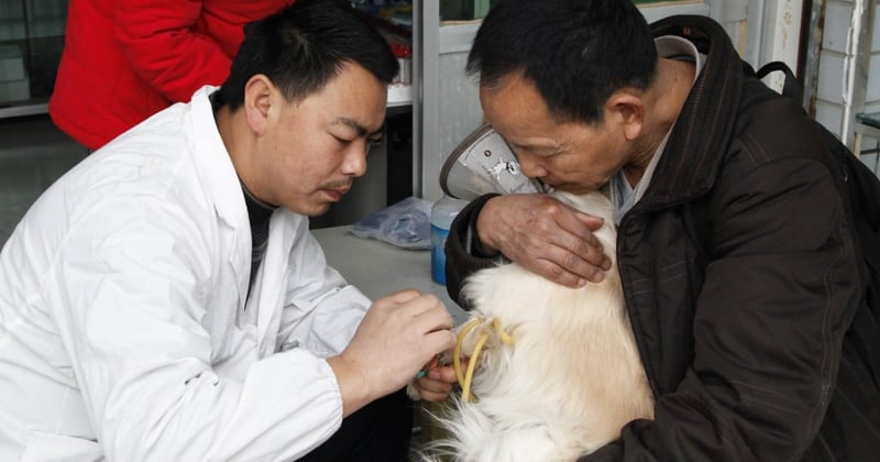 Partnership with the Chinese Veterinary Medical Association set to ...