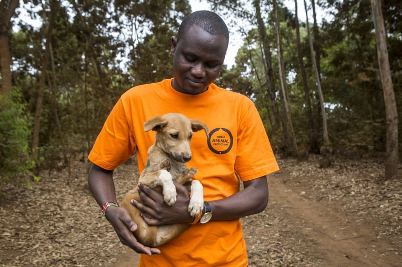 What Is Animal Welfare and Why Is It Important?