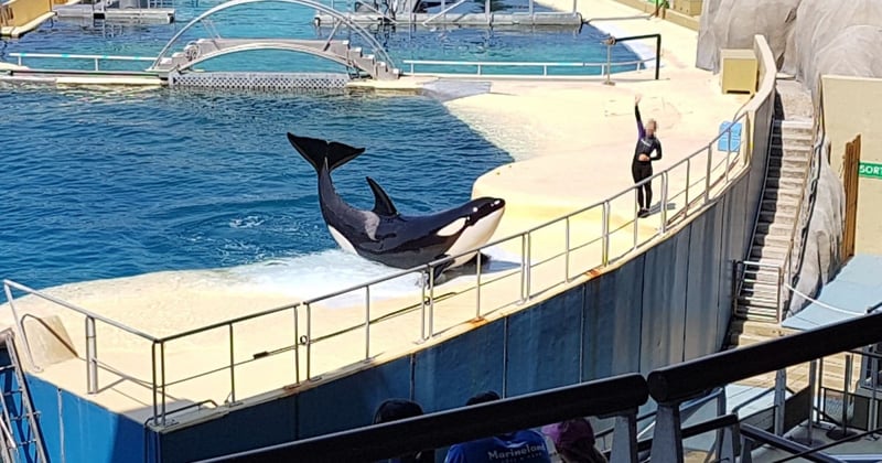 5 Documentaries That Will Inspire You to Protect Animals