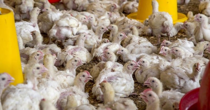 10 Things to Know About Factory-Farmed Chickens