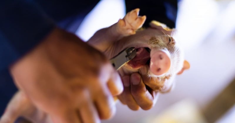 Piglets Are Forced to Endure Painful Mutilations in Factory Farming. It ...