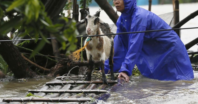 Deploying to Help Animals Reeling from Typhoons in Philippines