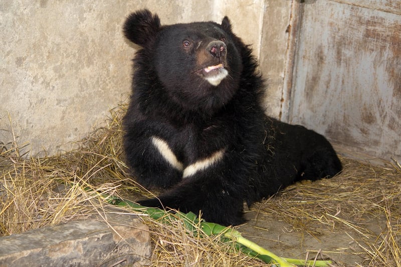 Pakistan sanctuary extension will help free all remaining captive bears ...