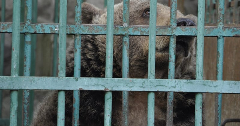 Female Bear Freed After 20 Years of Captivity