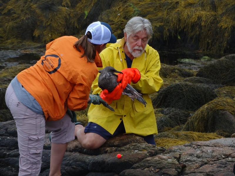 One bird highlights the big impact of ghost gear