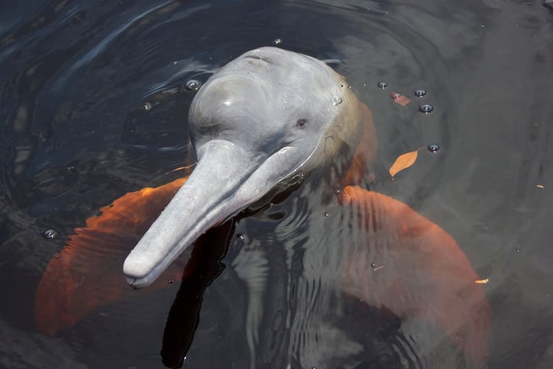 Colombia commits to ending illegal Amazon dolphin hunts
