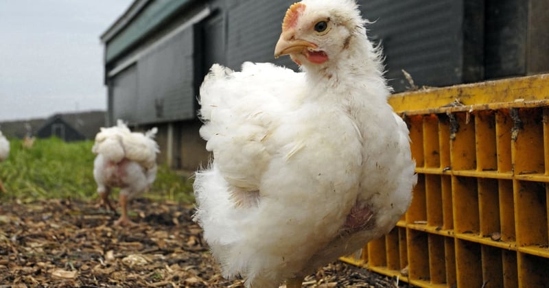 We applaud Nestlé USA on commitment to improve broiler chicken welfare