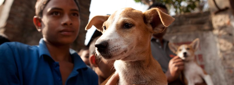 10 Facts About Dogs, Our Loyal Companions