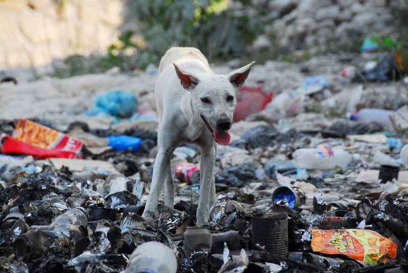 We must not forget animals when natural disasters strike