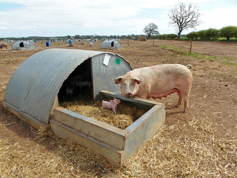Meet Florence, the Pig Spreading Awareness about Disaster Risk Reduction