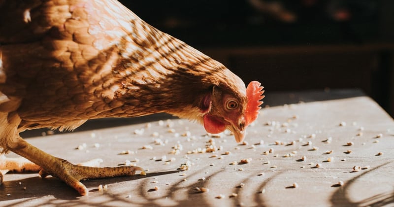 Chicken To Eat