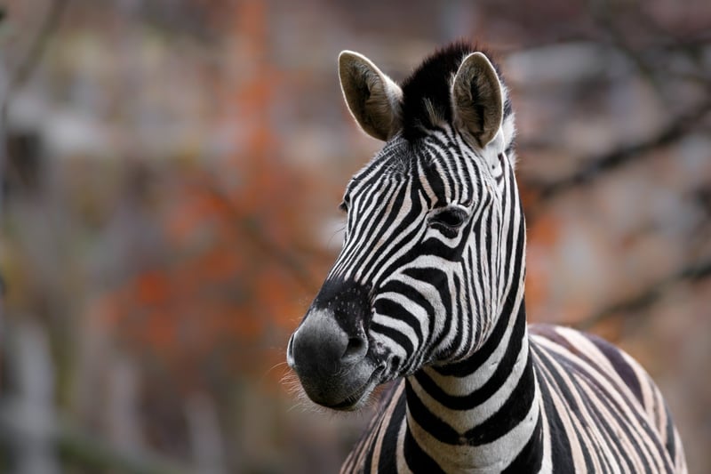 5 Fascinating Facts About Zebras