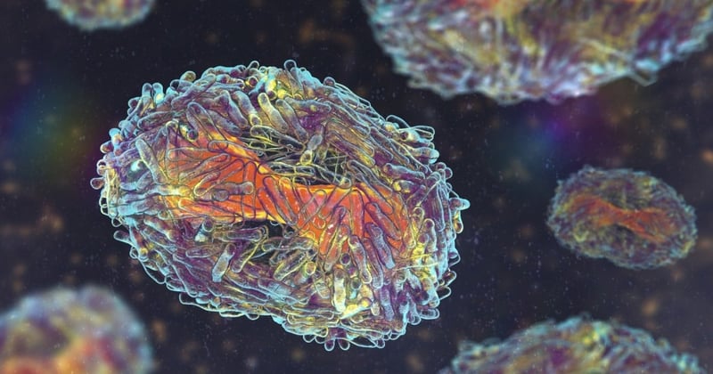 What You Should Know About Monkeypox