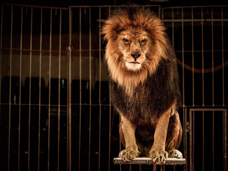 9 Facts About Animal Circuses You Should Know