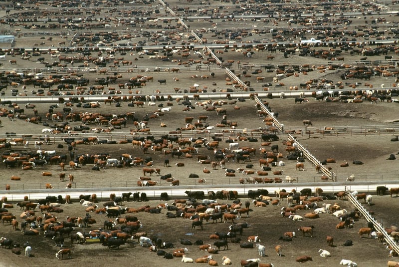 Which Animals Live on Factory Farms in the US