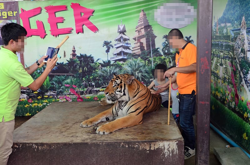 What Does it Take to Make a Tiger Selfie?