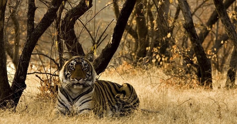 Forty tiger cubs found dead at temple in Thailand