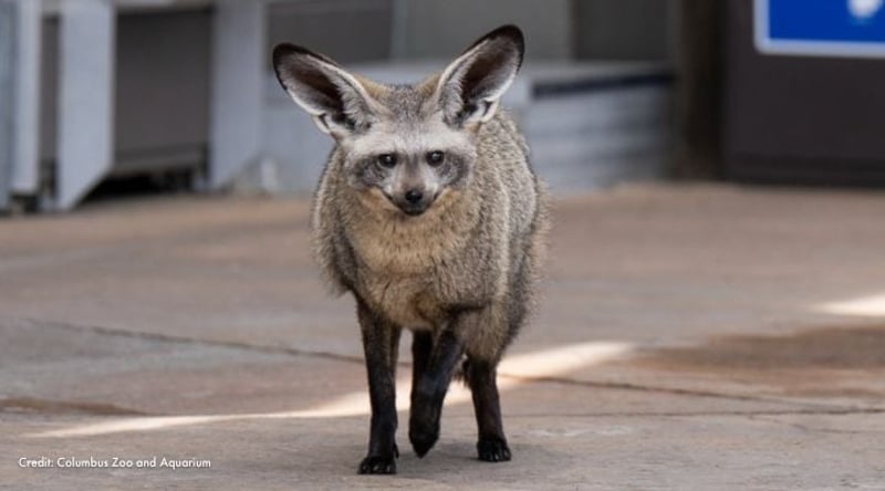Bruce the Bat-Eared Fox (2019-2024)
