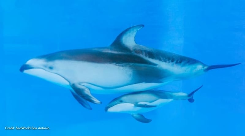 Newborn Dolphin (2024-2024)