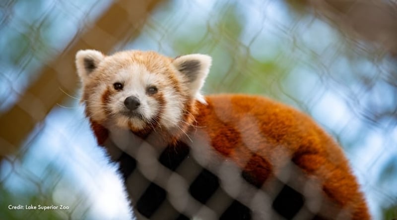 Pip the Red Panda (2023-2024)