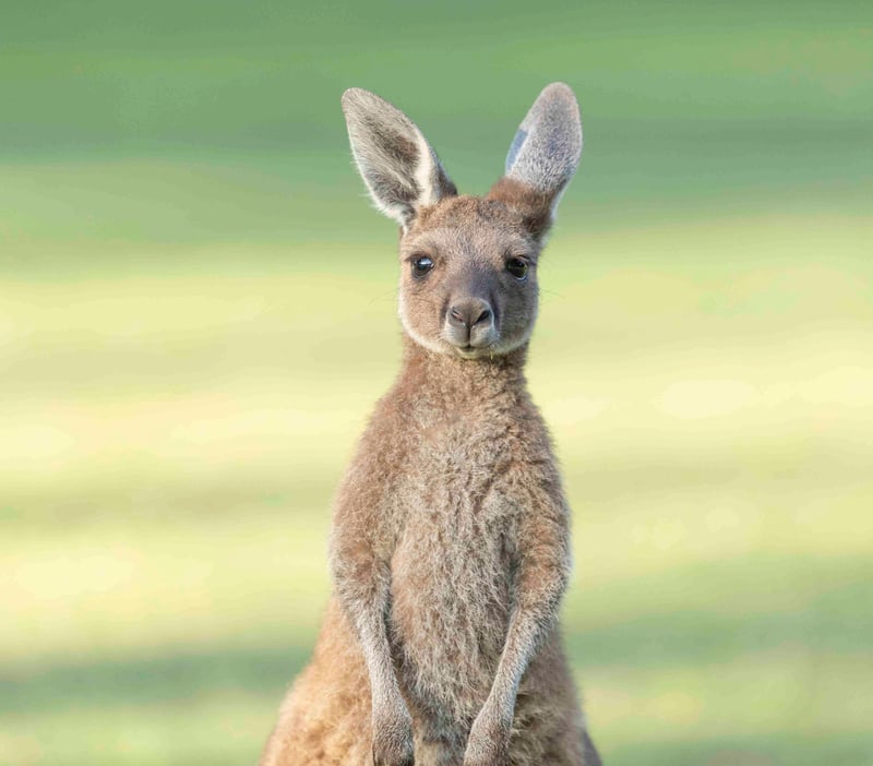 11 Kangaroo Facts That Will Amaze You
