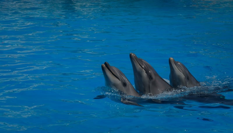 Three Dolphins Die at Marine Park Owned by MSQ Parent Company