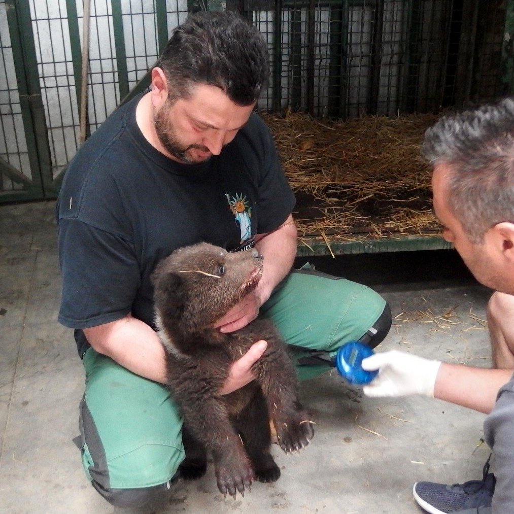 A Day in the Life of a Bear Sanctuary Manager