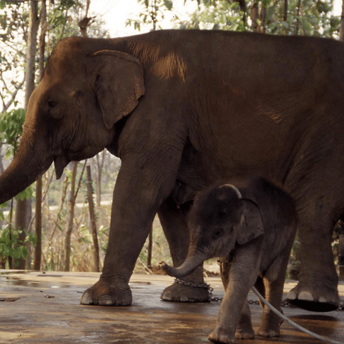 Elephants Are Bred For Profit: Here's How We're Ending That