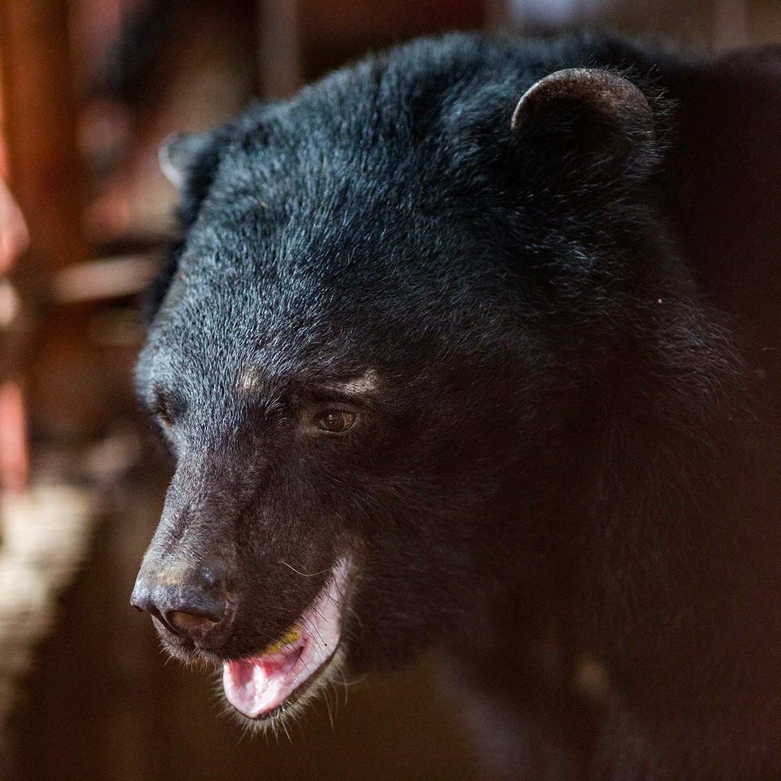 Five Bears Rescued from the Cruel Bear Bile Industry in Vietnam