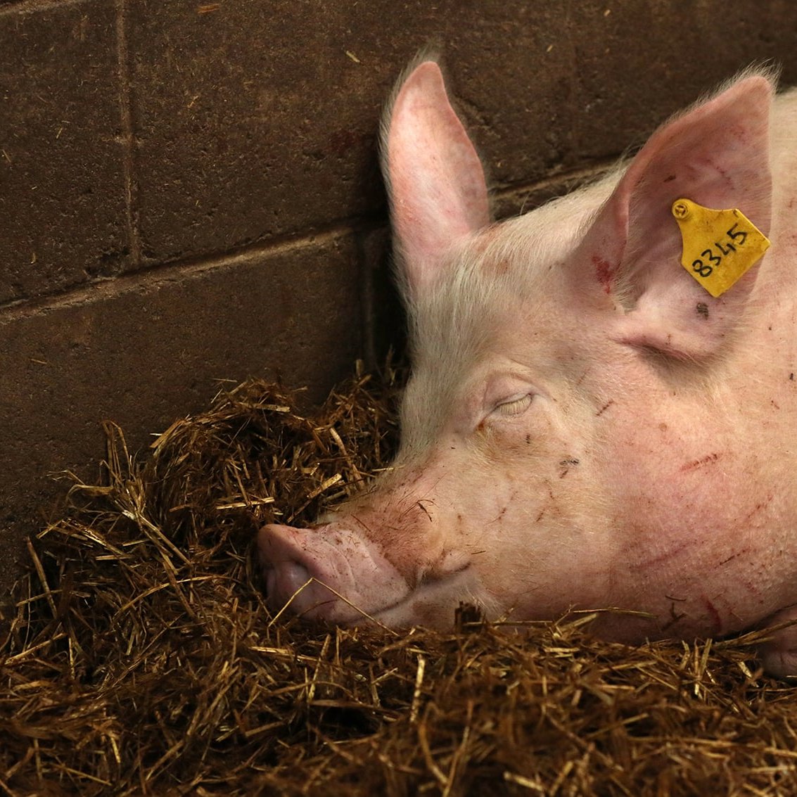 Major pork producer to improve welfare for mother pigs