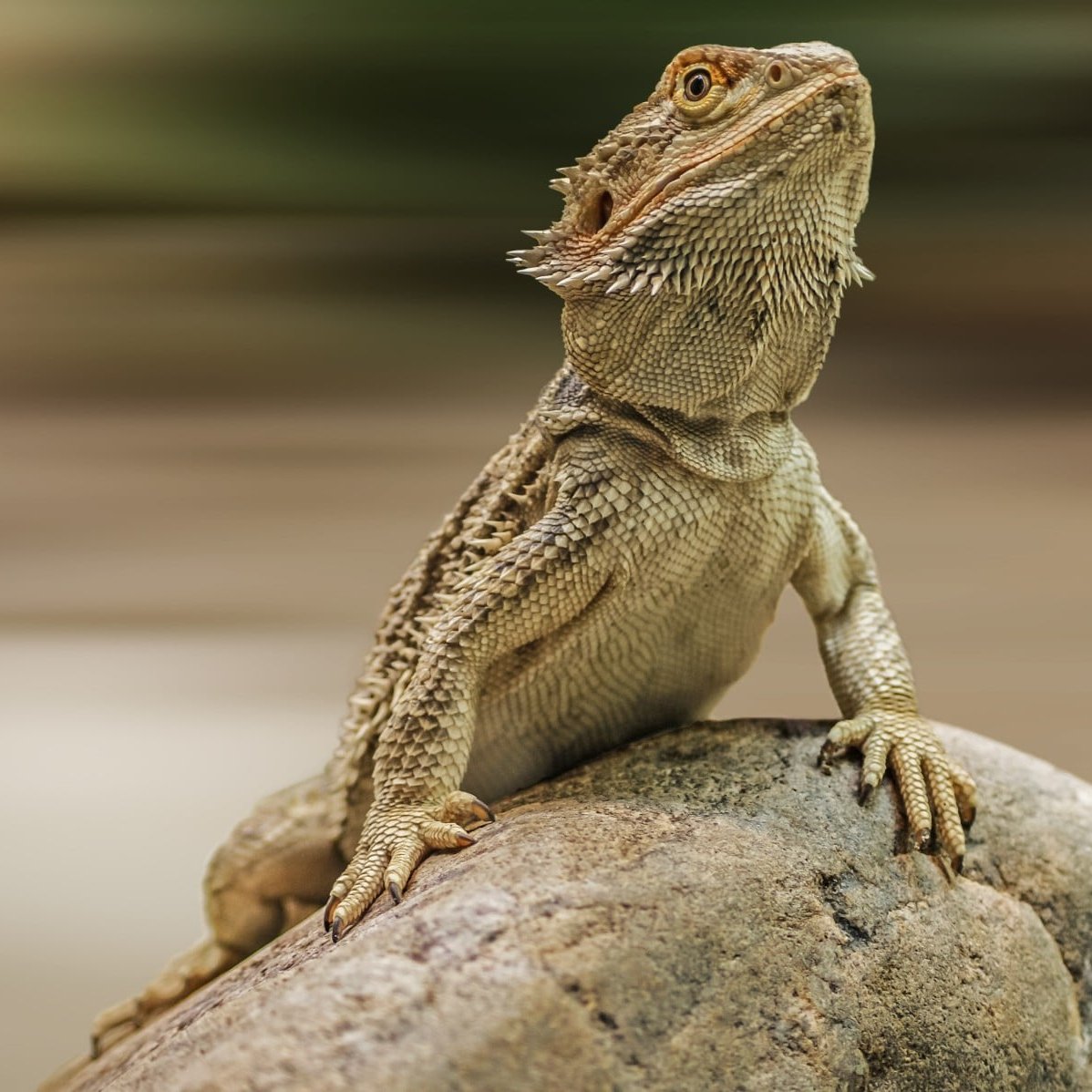 Bodacious Beardies: 5 Fascinating Facts About Bearded Dragons