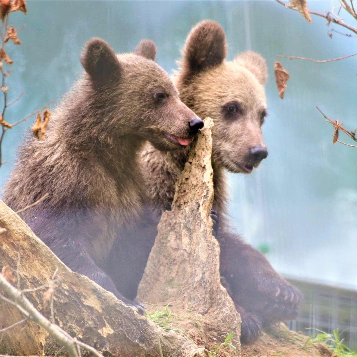 Two Bear Cubs Saved by Our Partner Sanctuary