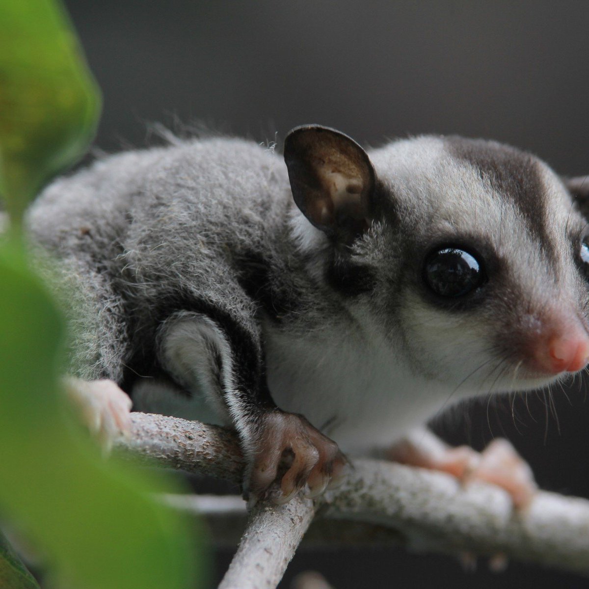 7 Reasons We Need to End the Exotic Pet Trade