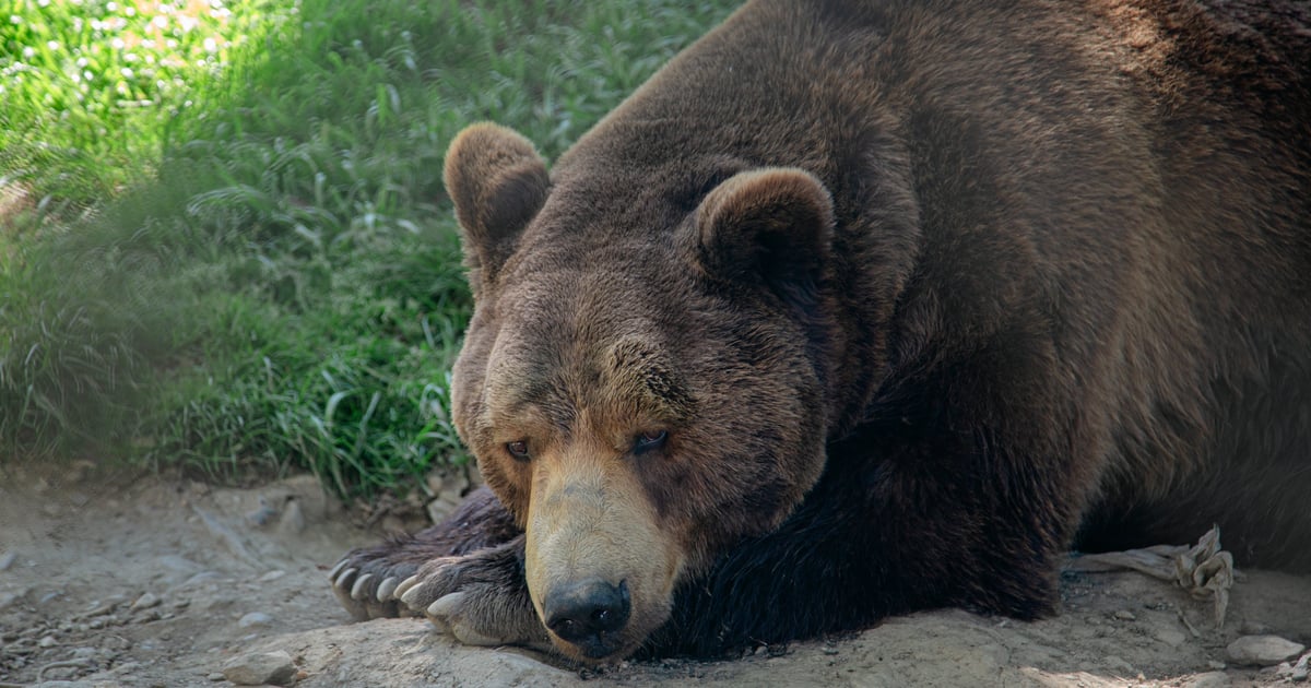 Baloo Update: Why We’re Still Fighting for Baloo’s Freedom