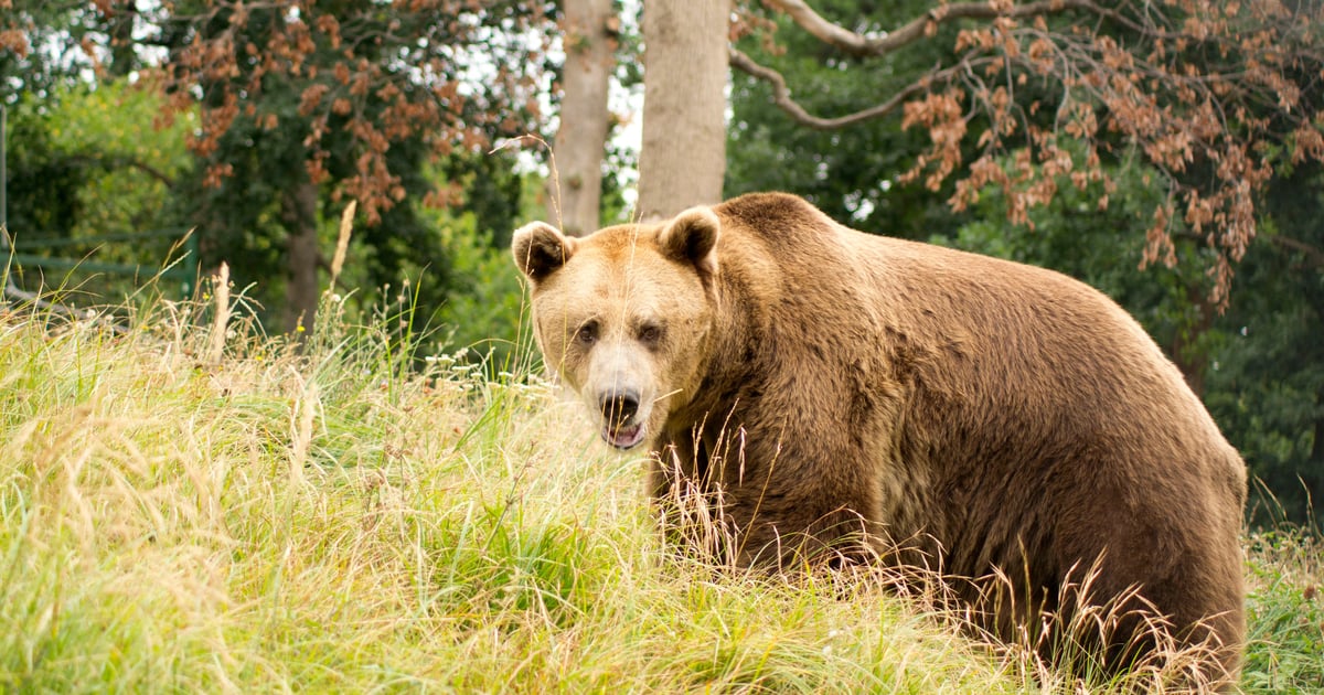 Celebrating the 10th anniversary of our Romanian bear sanctuary