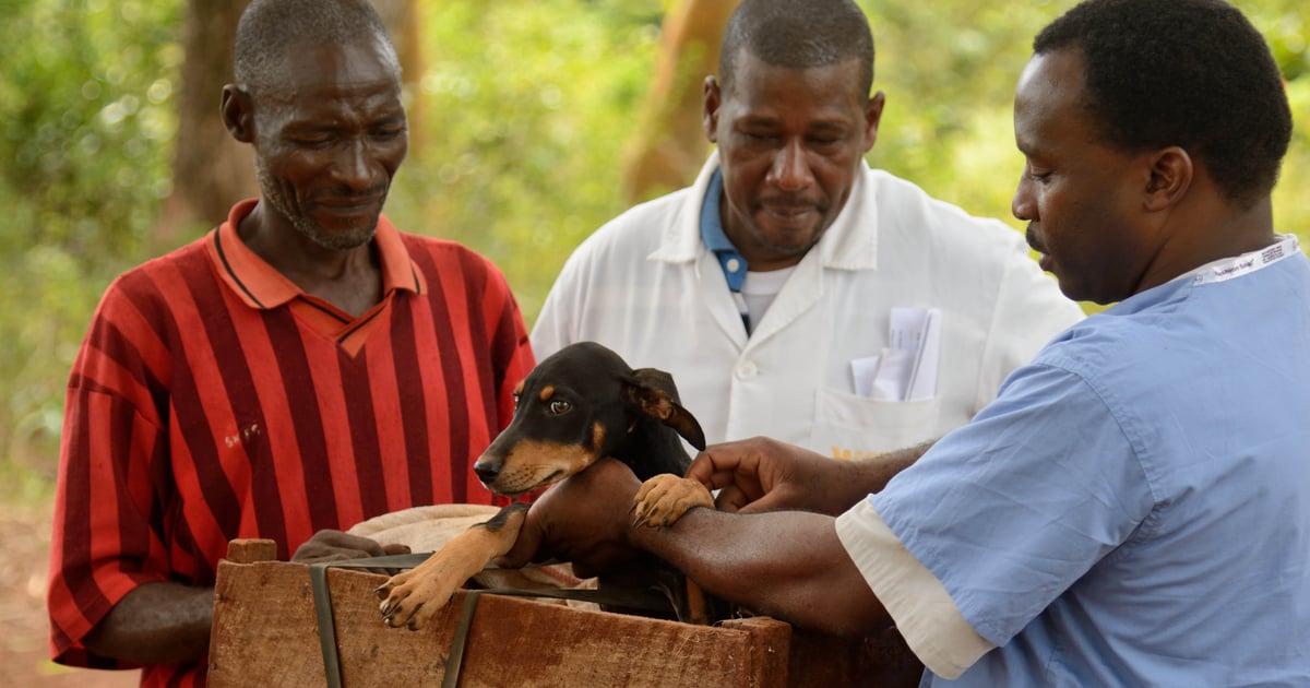Protecting dogs and people in Kenya