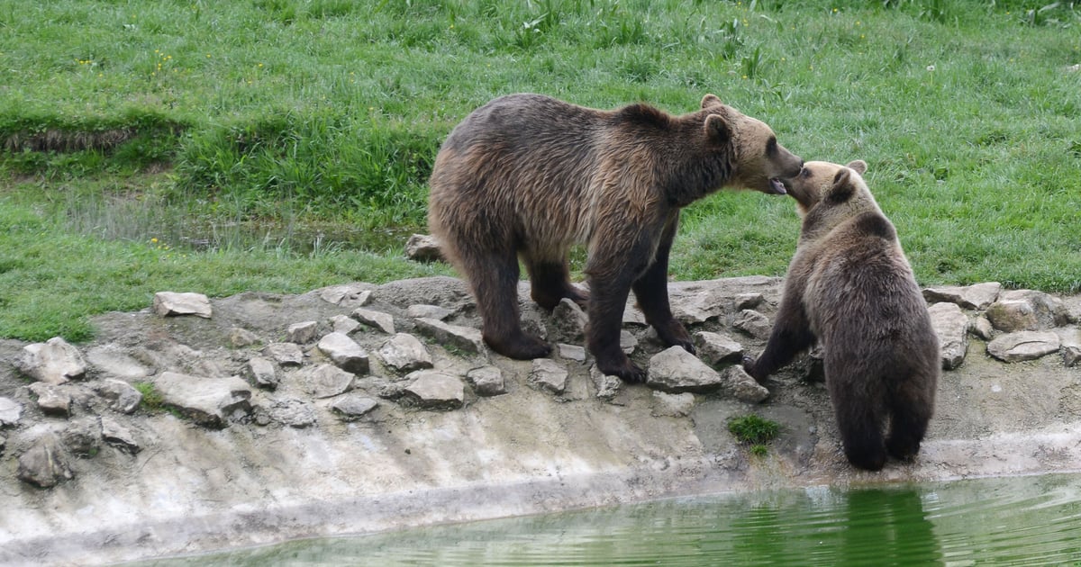Five more bears rescued from bear baiting