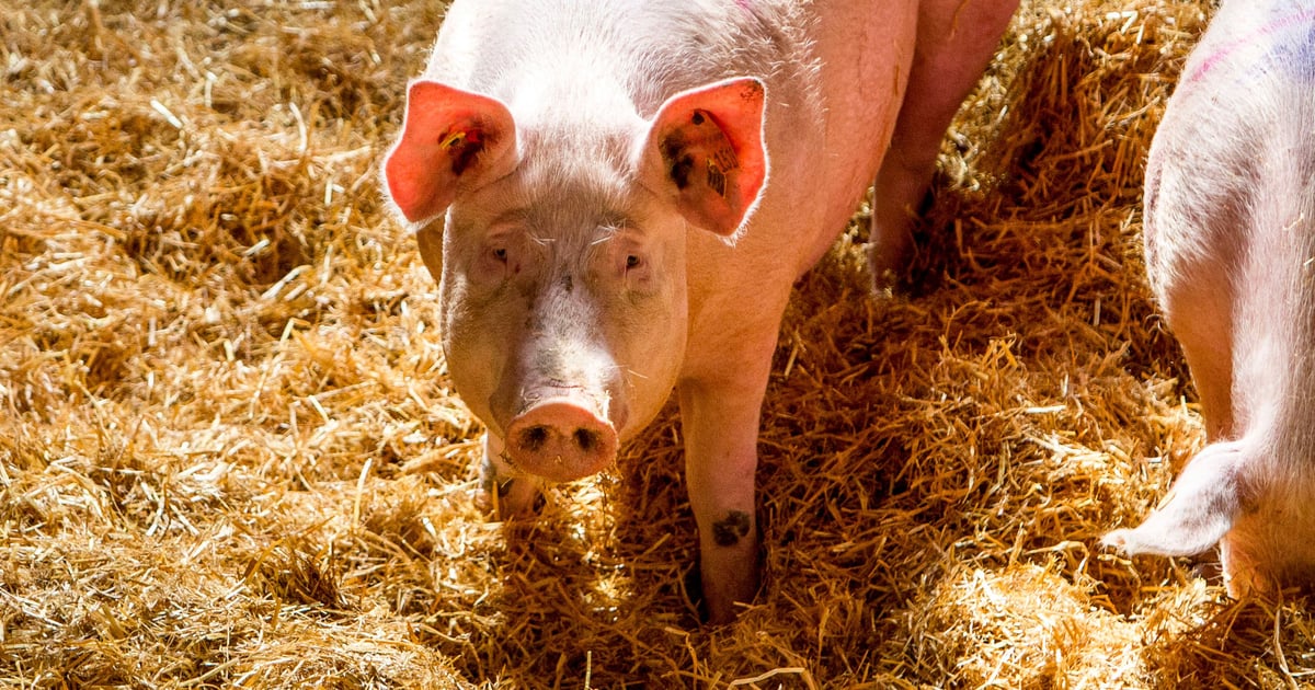 Chipotle shows commitment to farm animal welfare