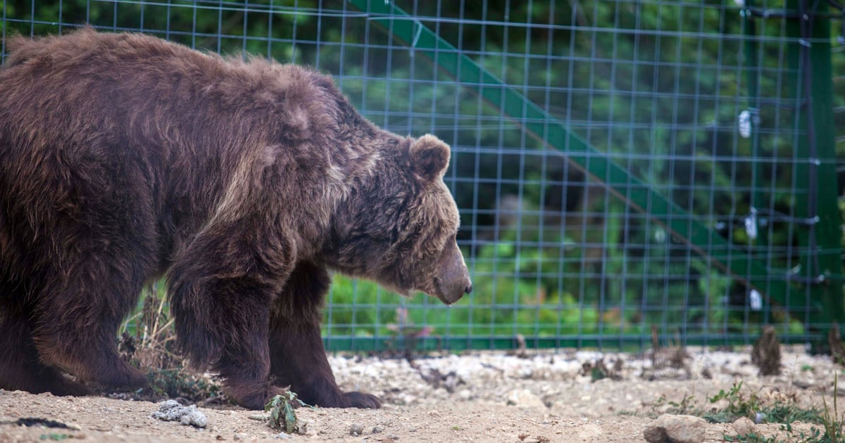 Another bear finds sanctuary in Romanian forest