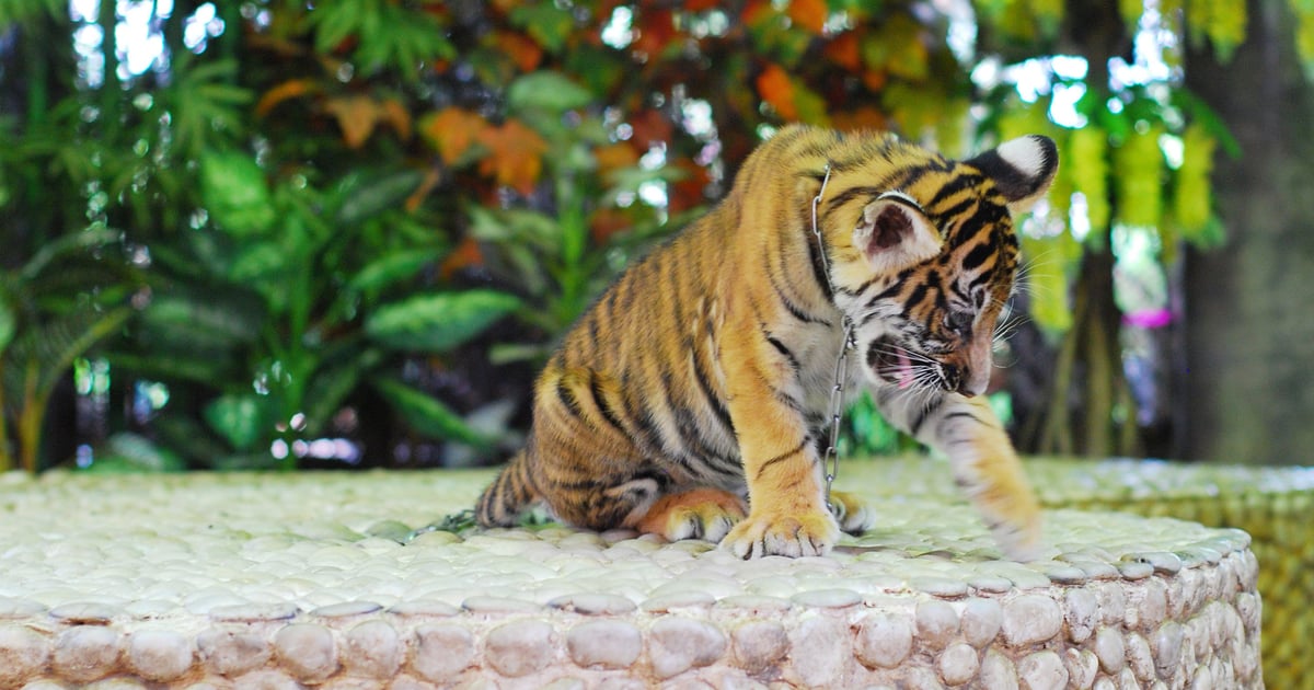 World Expeditions Adds Animal Protection to their Itinerary