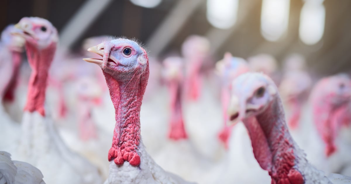 You Can Adopt a Rescue Turkey This Holiday Season