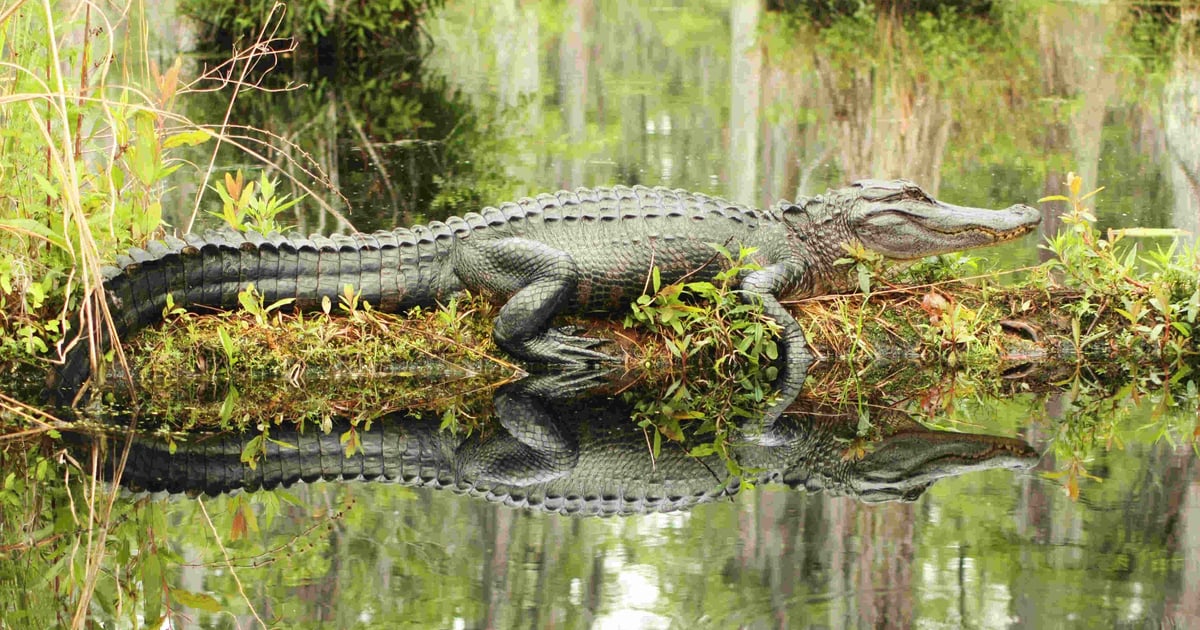 10 Amazing Facts About American Alligators
