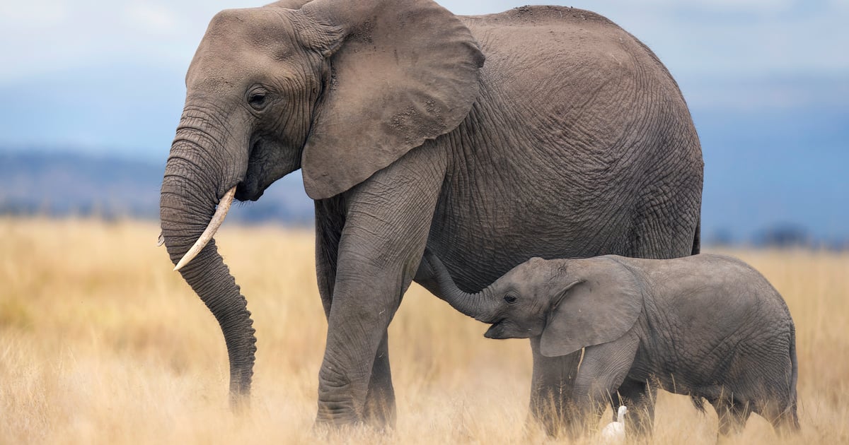 World Animal Protection | Ending Cruelty and Suffering. Forever.