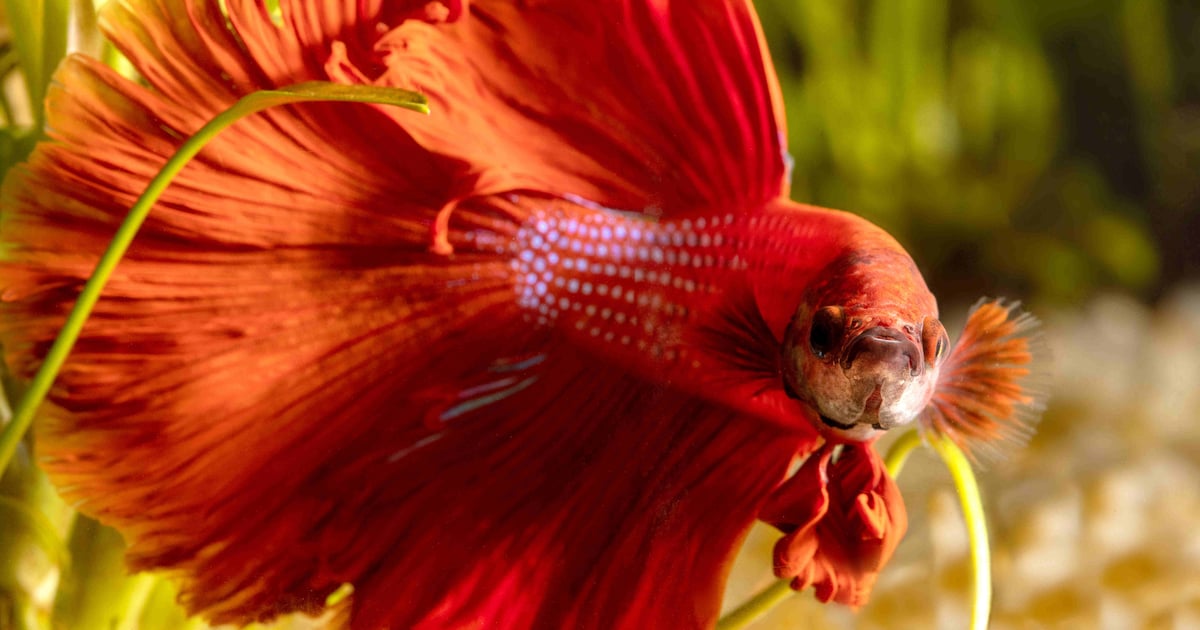 Female Betta Fish Information Betta Fish/ Fighter Fish Female Buy
