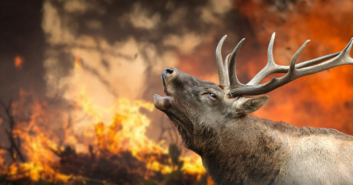 Help Wildlife in Disasters